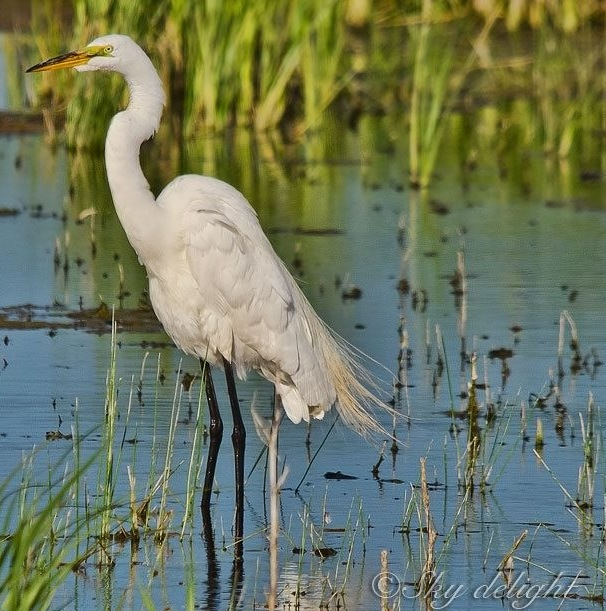 ¿Que es Hakomi? – Aluzando